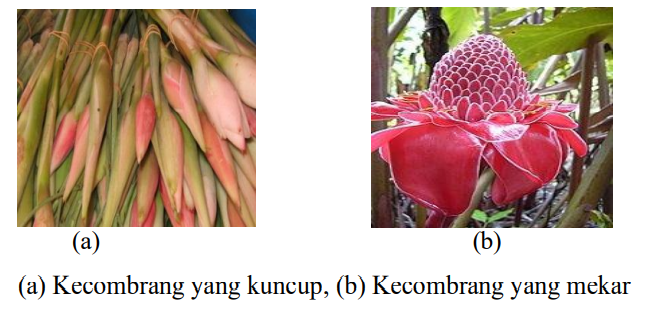 Mengenal Kecombrang Dengan Aneka Manfaat