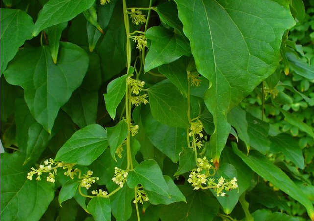 Daun Cincau Hijau : aneka jenis dan Manfaatnya