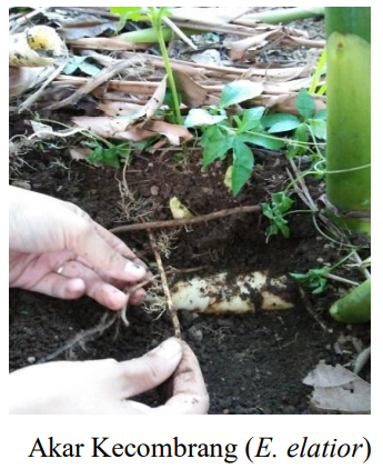 Mengenal Kecombrang Dengan Aneka Manfaat