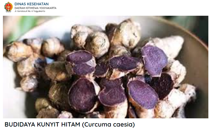 Kunyit Hitam Bukan Temu Ireng