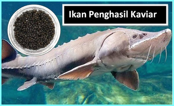 10 Manfaat Telur Ikan Untuk Tubuh